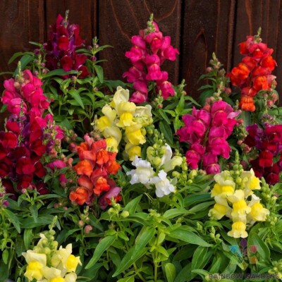 1000+ Candy Tops Mix Snapdragon Seeds for Garden Planting - USA - FREE ...