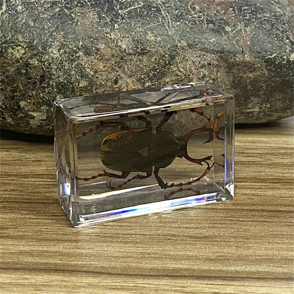 Insect In Resin Animal Collection For School Biology Science Teacher ...