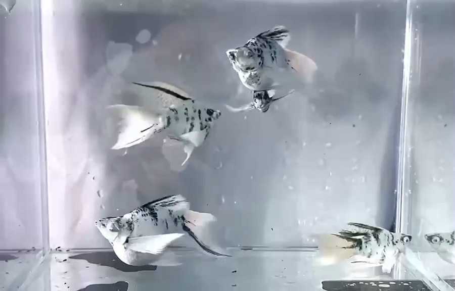 Molly Zebra Balloon Veitail Blue Eyes Longvail BREEDING LIVE FISH USA ...