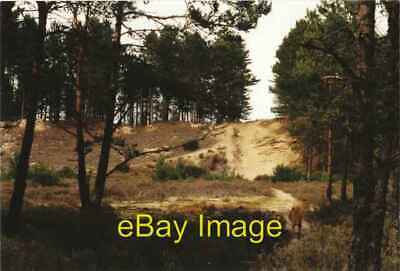 Photo 6x4 Dune in the forest Cloddymoss c1990 | eBay