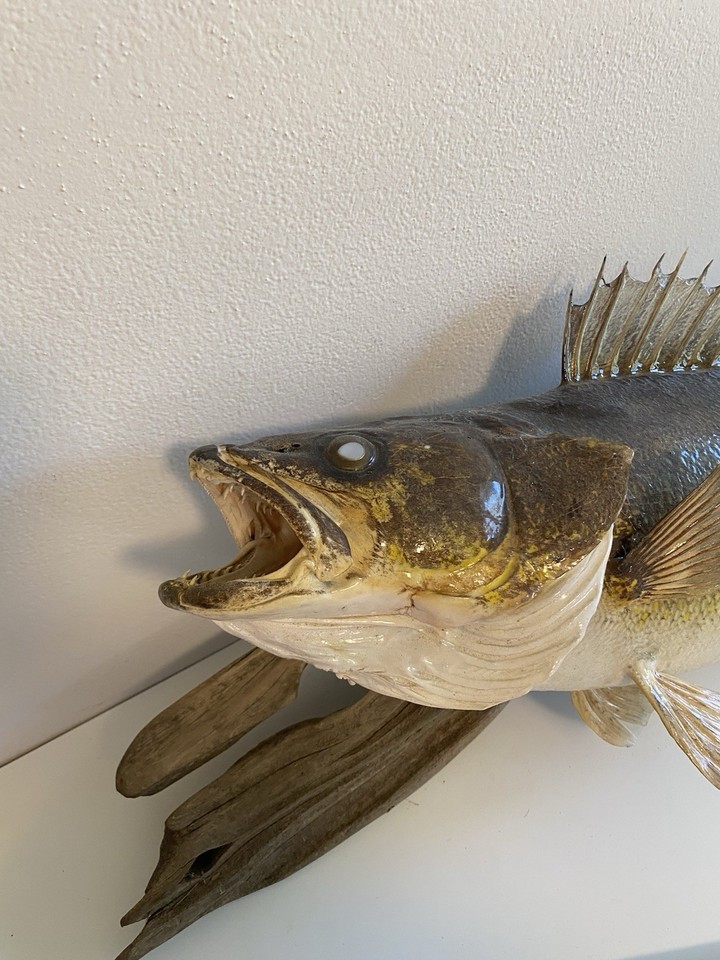 Real Skin 30 In Walleye Taxidermy Mount 10 Lb + On Driftwood | eBay