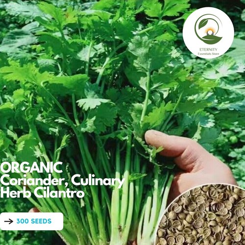 ORGANIC Coriander Culinary Herb Cilantro 250/300 Seeds OZ Grown | eBay ...