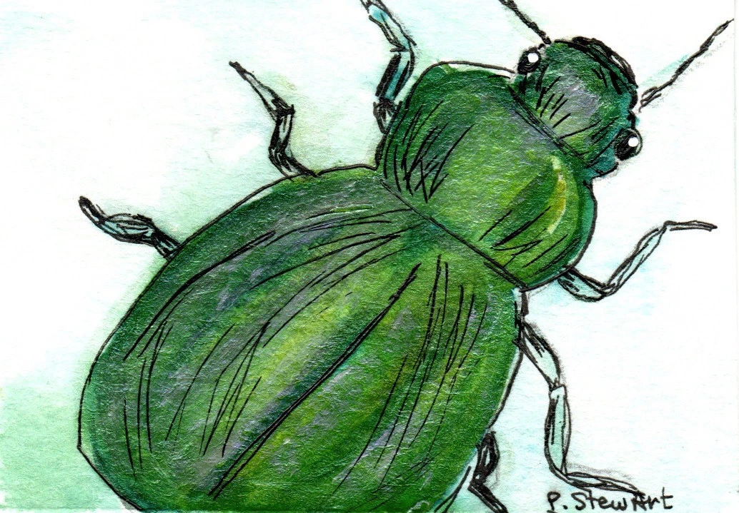 June Bug Drawing