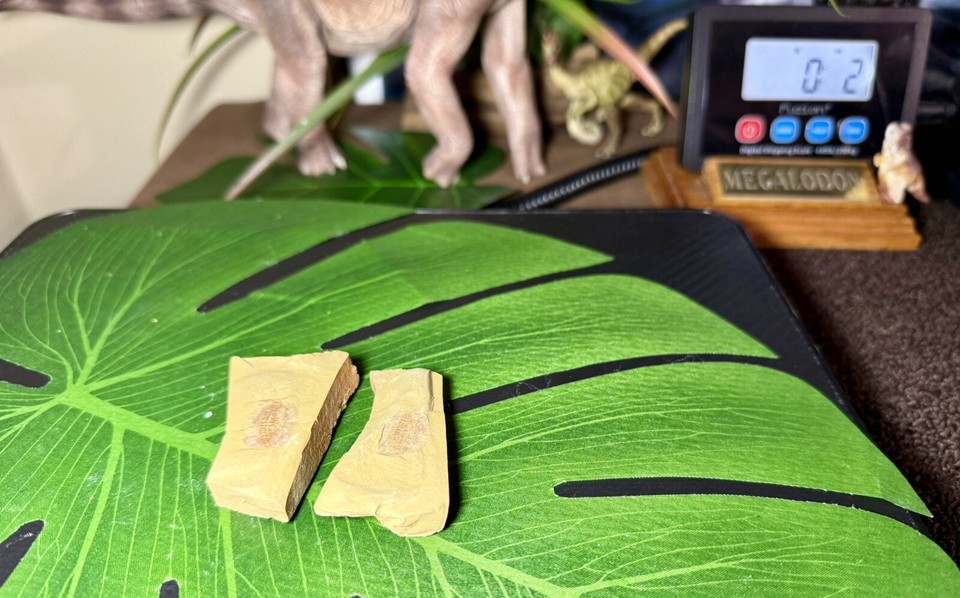 Chengjiang Fossil Site~ AMAZING DETAIL Naraoia Arthropod Fossil ...