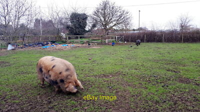 Photo 6x4 A pig at Piglets Play Centre, Burhill Road, Hersham c2019 ...
