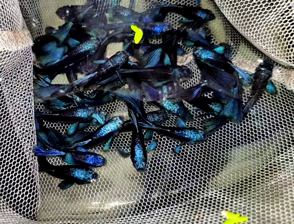 1 Pair Blue Tarzan Guppy Fish TANK BRED!! HIGH QUALITY!! BREEDING PAIR ...