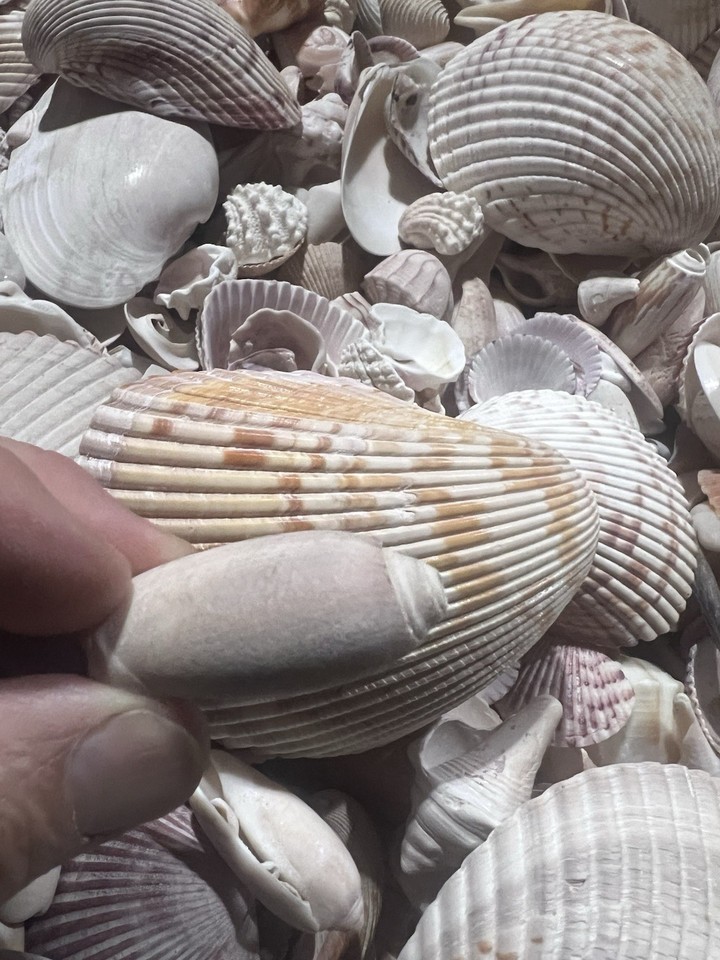 18 Pounds Lg Lot Different SEA SHELLS Arts Crafts Lake Ocean Beach ...
