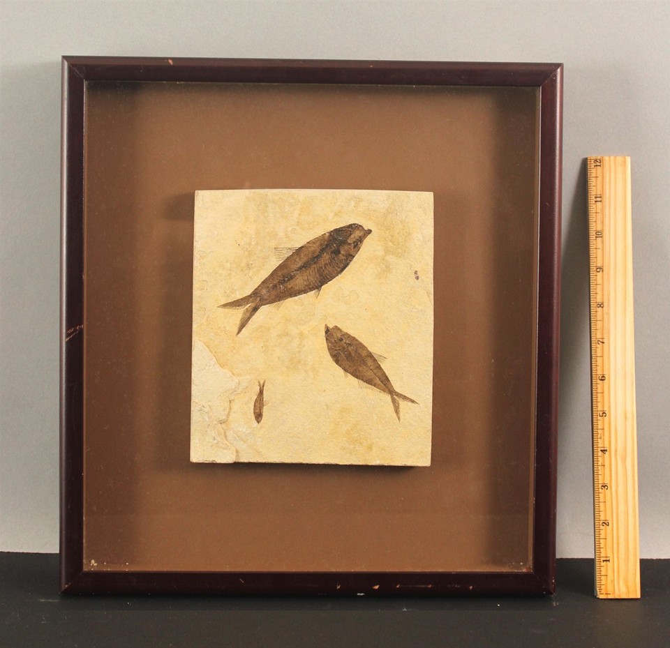 3 Framed Authentic Prehistoric Eocene Period Detailed Fish Fossils ...