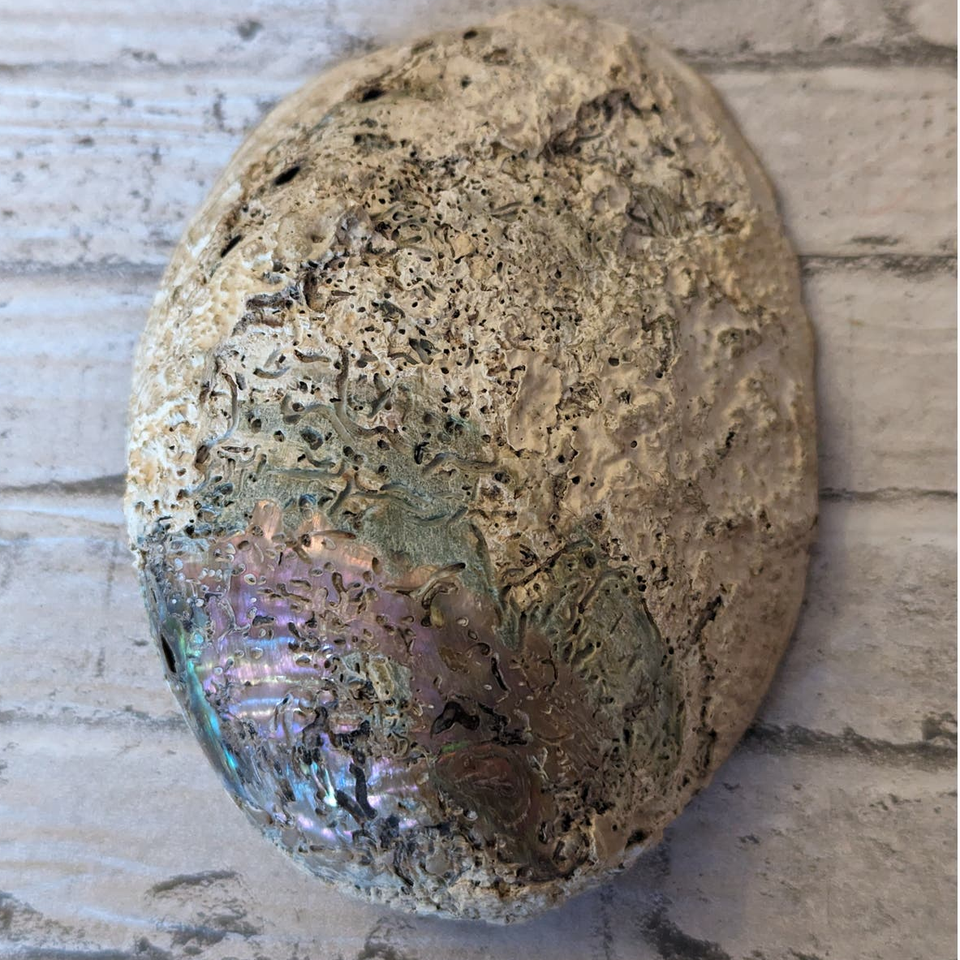 Vintage Abalone Shell | eBay