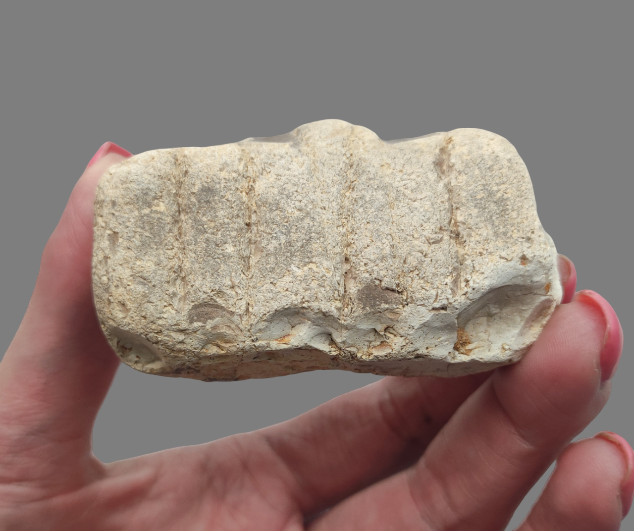 Fragment of Teeth of a Giant Plant-eating Animal- Jurassic Period ...