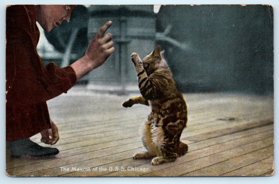 WWI Cat Ship Mascot USS Chicago Navy Postcard | eBay