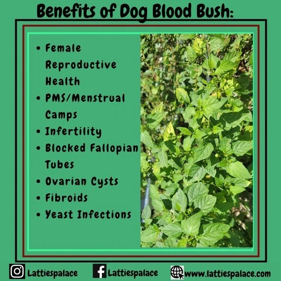 What Is The Benefit Of Dog Blood