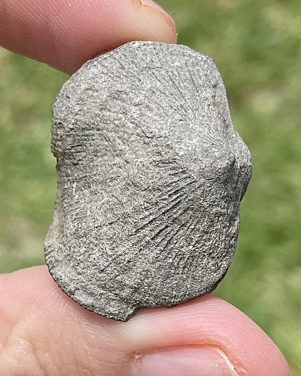 Canada Fossil Brachiopod Plaesiomys Ordovician Pontgrave Formation ...