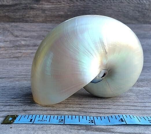 Large Natural Conch Seashell White Chambered Nautilus Rare Aquarium ...