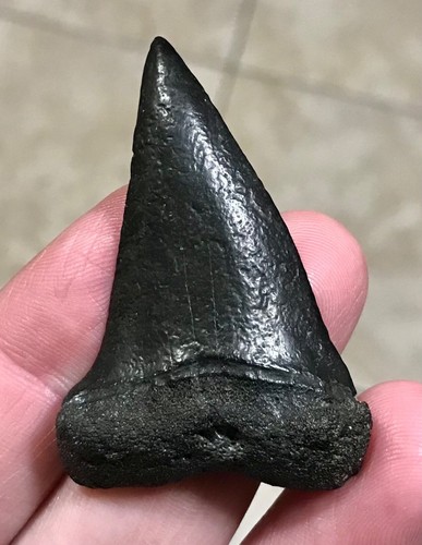 KILLER JET BLACK,PATHOLOGICAL & NICELY DIGESTED -MAKO/HASTALIS ...