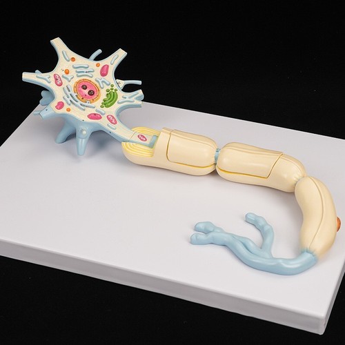 2500:1 life size Plastic Medical Anatomy Human Neuron Model | eBay