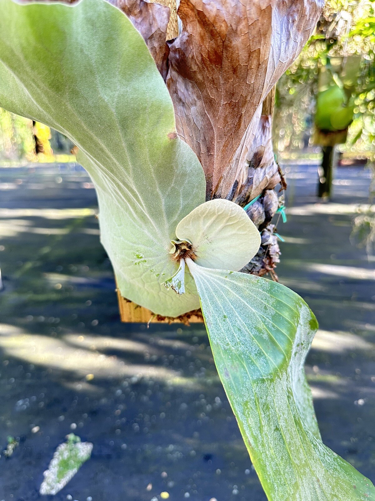 ESTABLISHED Staghorn Fern Platycerium Elemaria (Hybrid) Plaque | eBay