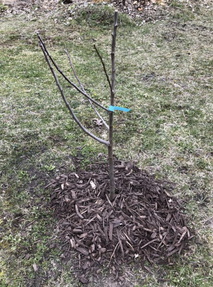 3 Ft. Dwarf Italian Plum Tree Bare Root Prunus cocomilia 7445008562595 ...