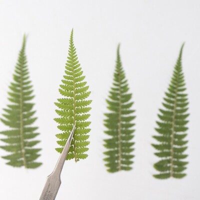 12PCS Real Pressed Dry Leaves, Floral Supply for art craft FSS16 | eBay
