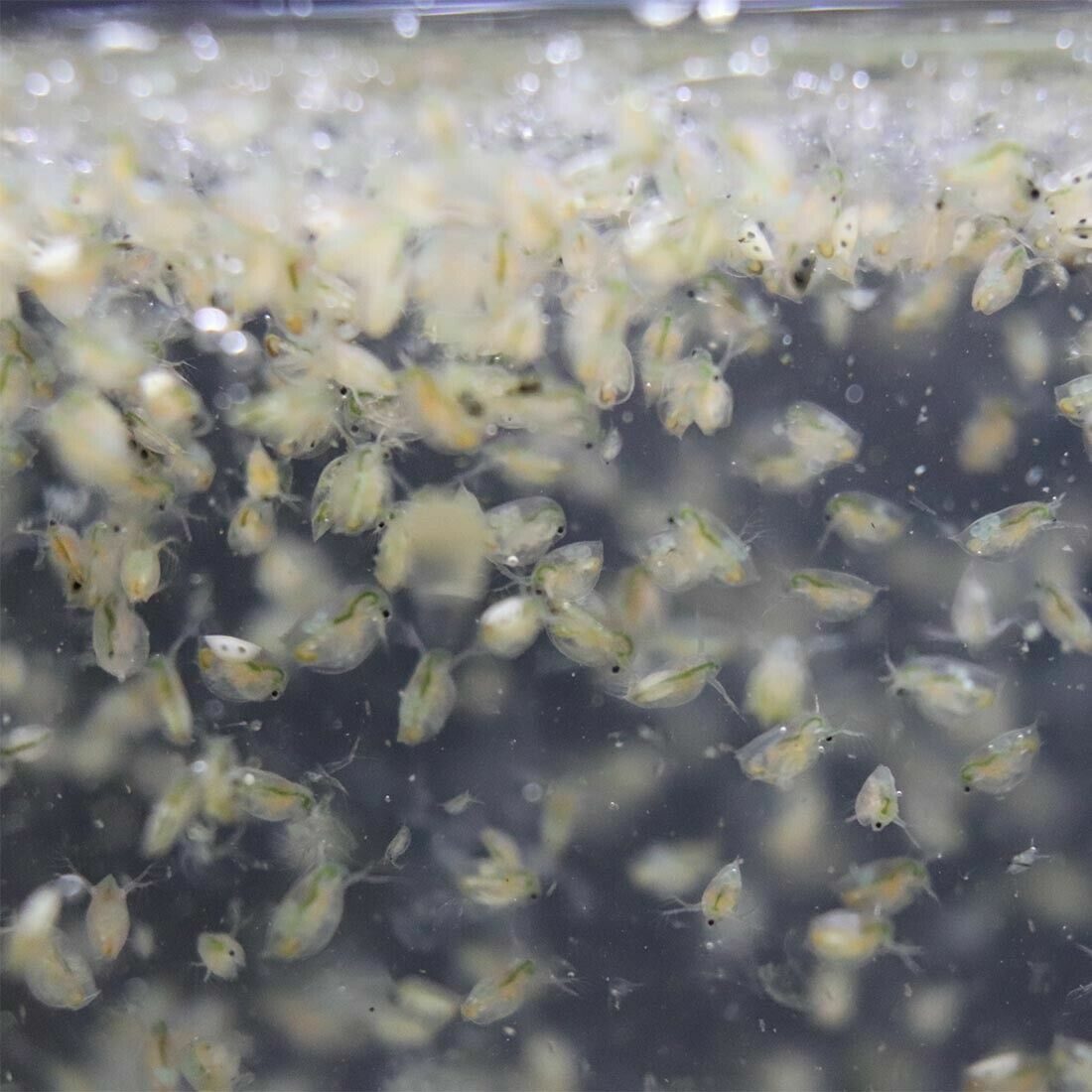 Water Fleas In Aquarium