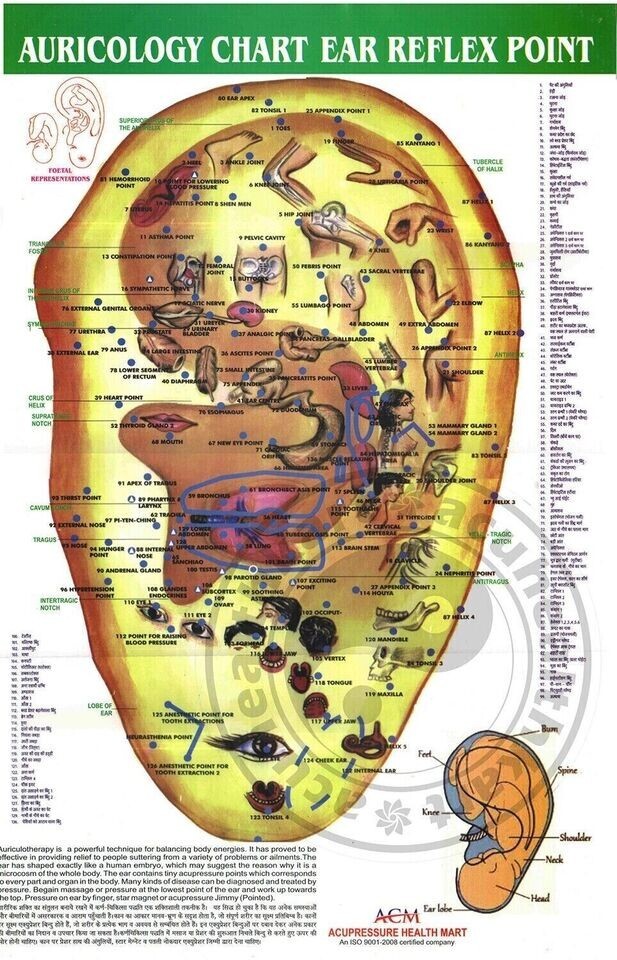 Acupressure Face, Reflex, Sujok Byol, Chakra, Ear Charts (Set of 5 ...