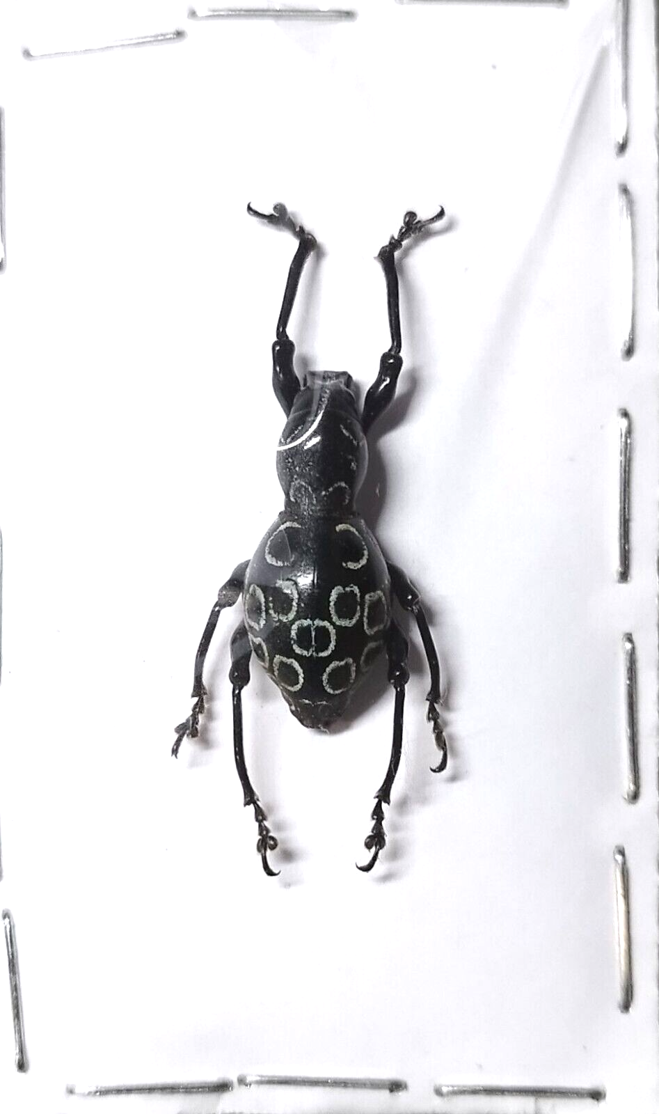 Insect - CURCULIONIDAE- Pachyrhynchus congestus ocellatus - Philippines ...