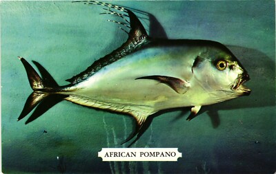 African Pompano Postcard Fish Photo Robert F. Wasman | eBay