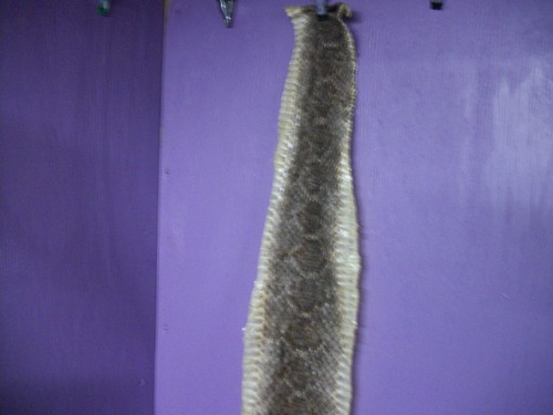 1 Real tanned animal western rattlesnake skin hide leather taxidermy ...