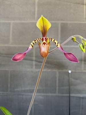 Paph lowii Advanced Species Orchid | eBay Australia