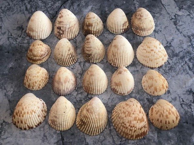 20 Florida Cockle Clam Sea Shells from Sanibel, Island - 1 1/2" - 2" | eBay