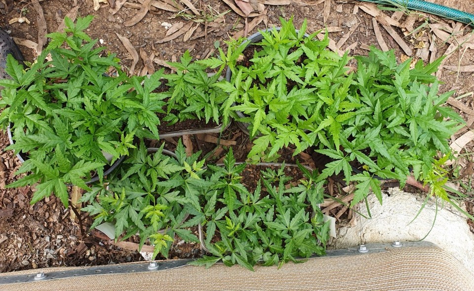 Neem tree seedlings - three of them ( Azadirachta Indica) | eBay
