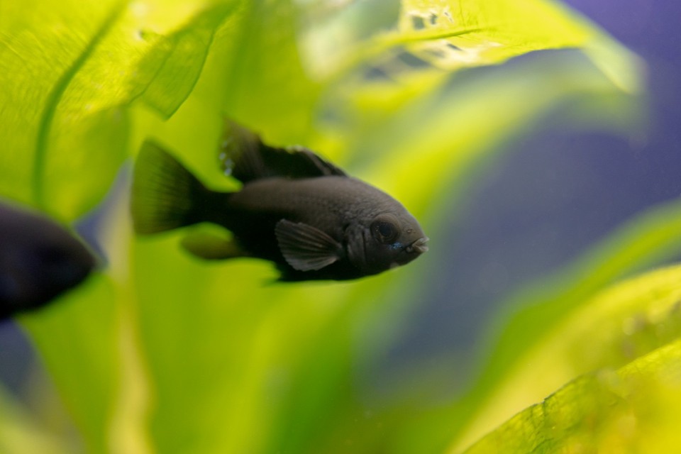 6 German Black Knight Ram Dwarf Cichlids | Live Fish | U.S. Bred | eBay