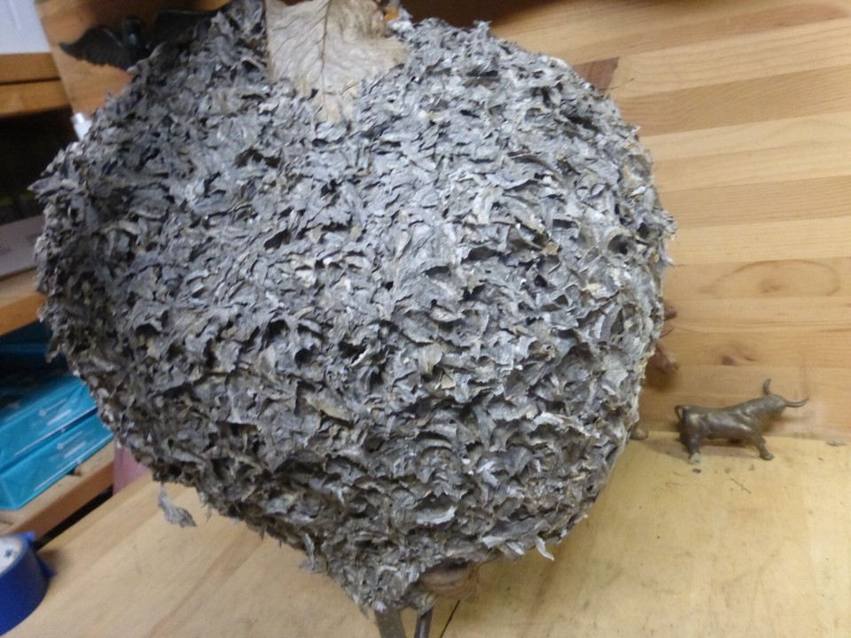 extra Large intact wasp bee hornet yellow jacket nest taxidermy with ...