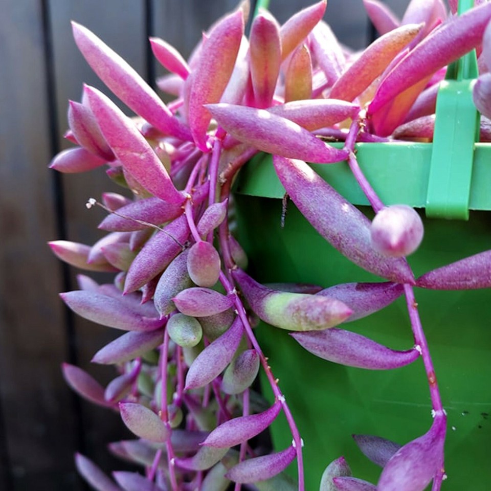 Ruby Necklace "Othonna capensis" trailing succulent | 3 x 3in unrooted ...