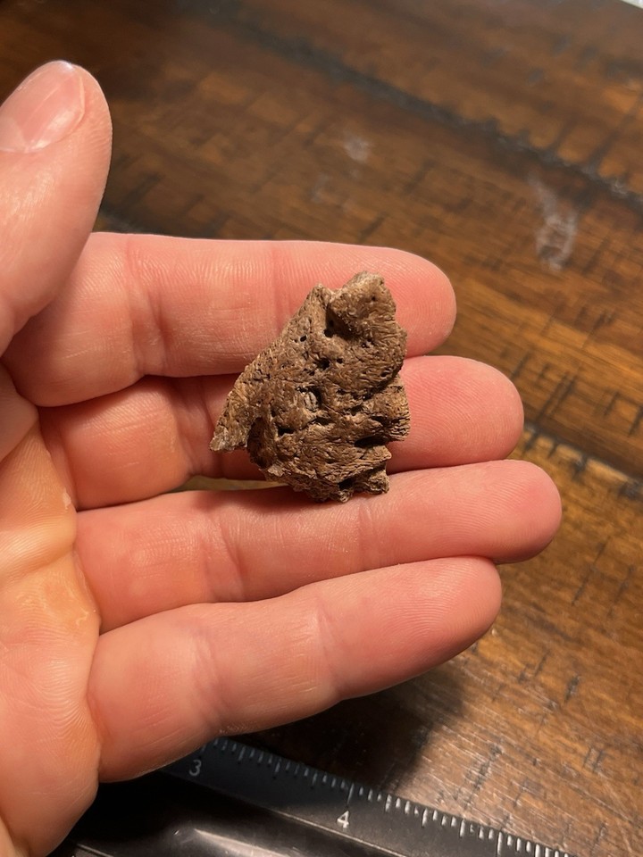 Ankylosaur Armor Scute Section Dinosaur Fossil Hell Creek Formation, MT ...