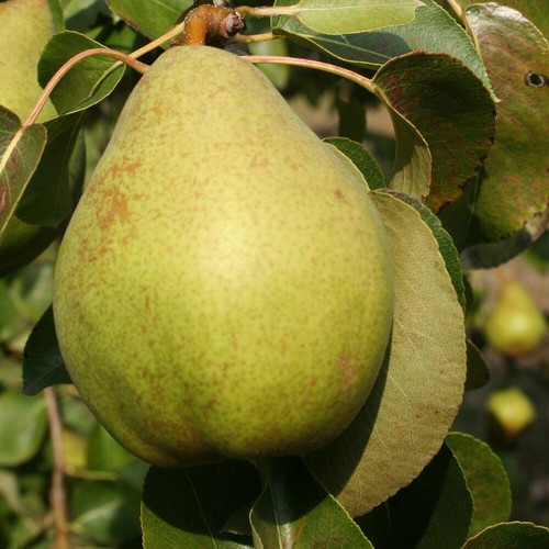 Hardy Fruit Tree, Pear Pyrus Beurre Alexandre Lucas Bare Root Tree x 1 ...