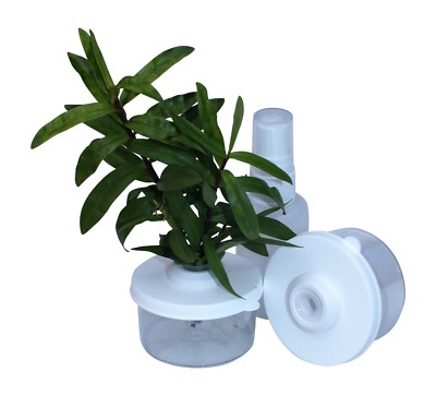 Stick Insect,Leaf Insect Cage,NEW Slimline Twig Pot Pair With Mini ...