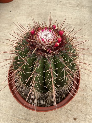 Melocactus ferreophilus Longispinus Large 8” Pot Cephalium Mature ...