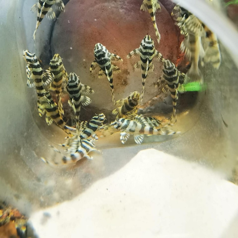 1 Pleco L134 ( Size 2.5+ Cm) - Fancy Leopard Frog Pleco - High Quality ...