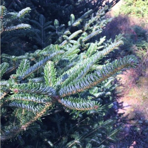 Fraser Fir Bare Root Tree seedlings Christmas Tree Landscape Ships ...