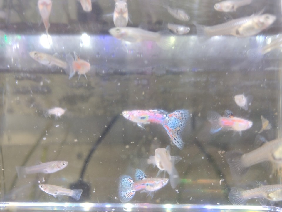 1 TRIO - Live Aquarium Guppy Fish (1M/2F) - Blue Grass PLUS 1 FREE ...