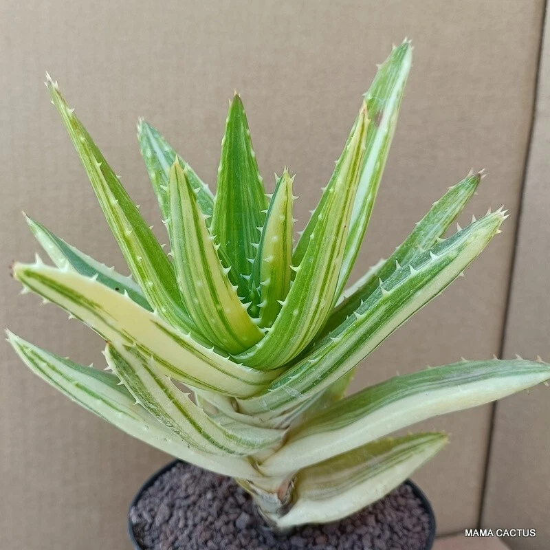 Aloe Mitriformis