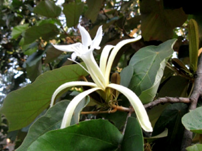 5 graines de KANAK CHAMPA(Pterospermum Acerifolium)H317 DINNER PLATE ...