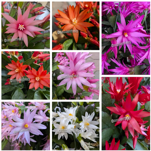 Rhipsalidopsis gaertneri Easter-Spring Cactus, Unrooted Cuttings PICK ...