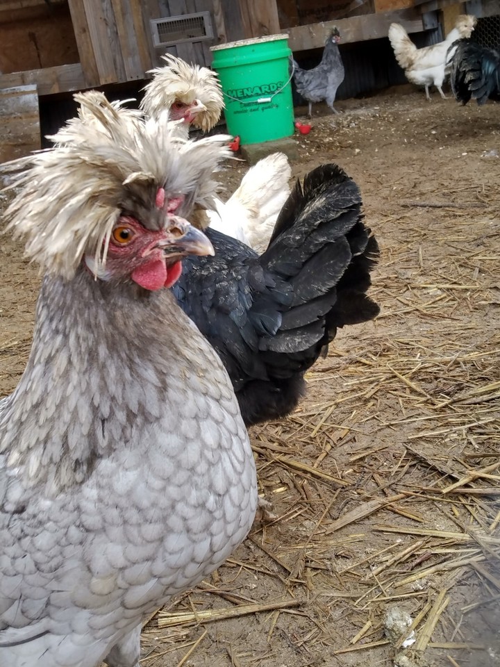 Polish Hatching Eggs White Crested Black, Blue & Splash Chickens 8+ | eBay