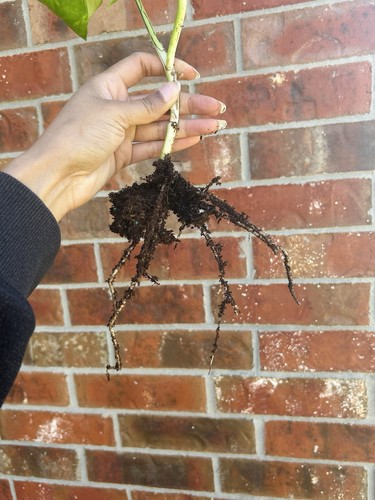 (5) Rooted Giant Variegated Golden Hawaiian Pothos Cuttings W/Roots ...