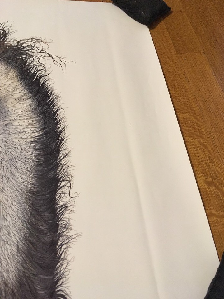 David Higgins Emu Illustration Art Poster 27x20 1985 Whimsical | eBay