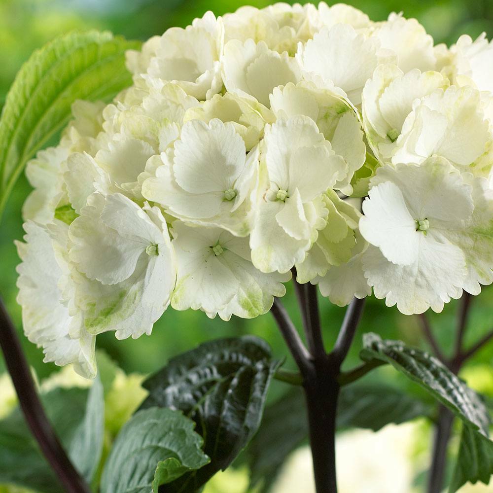 Hydrangea macrophylla “White Knight” x 1 plant. Dark, almost black ...