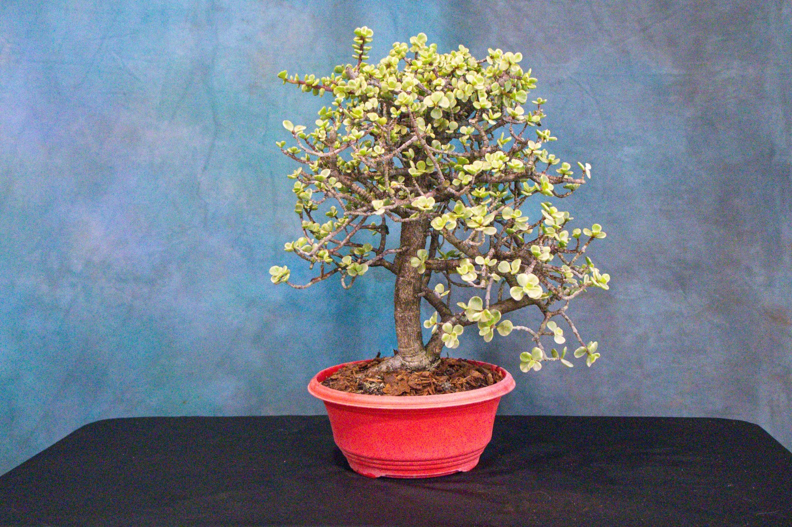 VARIEGATED DWARF JADE Pre-Bonsai Tree! Easy to Grow Succulent! | eBay