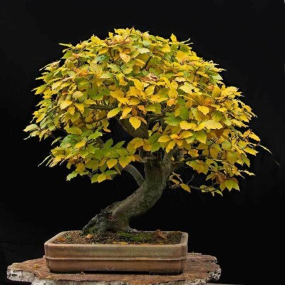 FAGGIO EUROPEO - FAGUS SYLVATICA, 10 semi + OMAGGIO | eBay